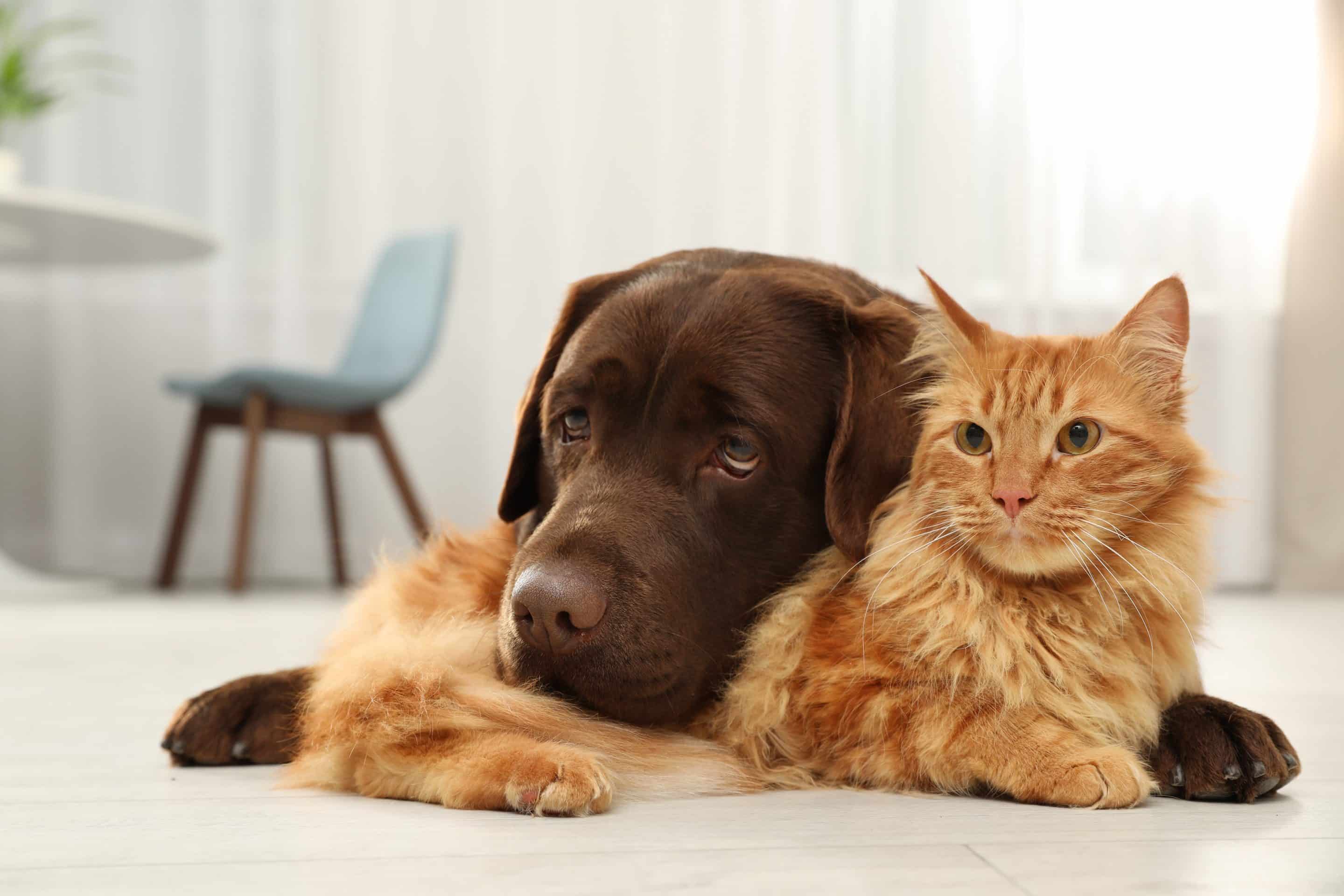 How Often Should My Pet Visit the Vet? - Coastal Veterinary Care
