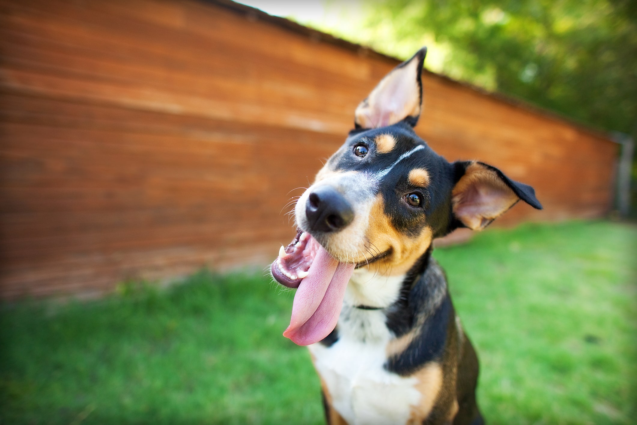 Dog Tooth Extractions | Coastal Veterinary Care