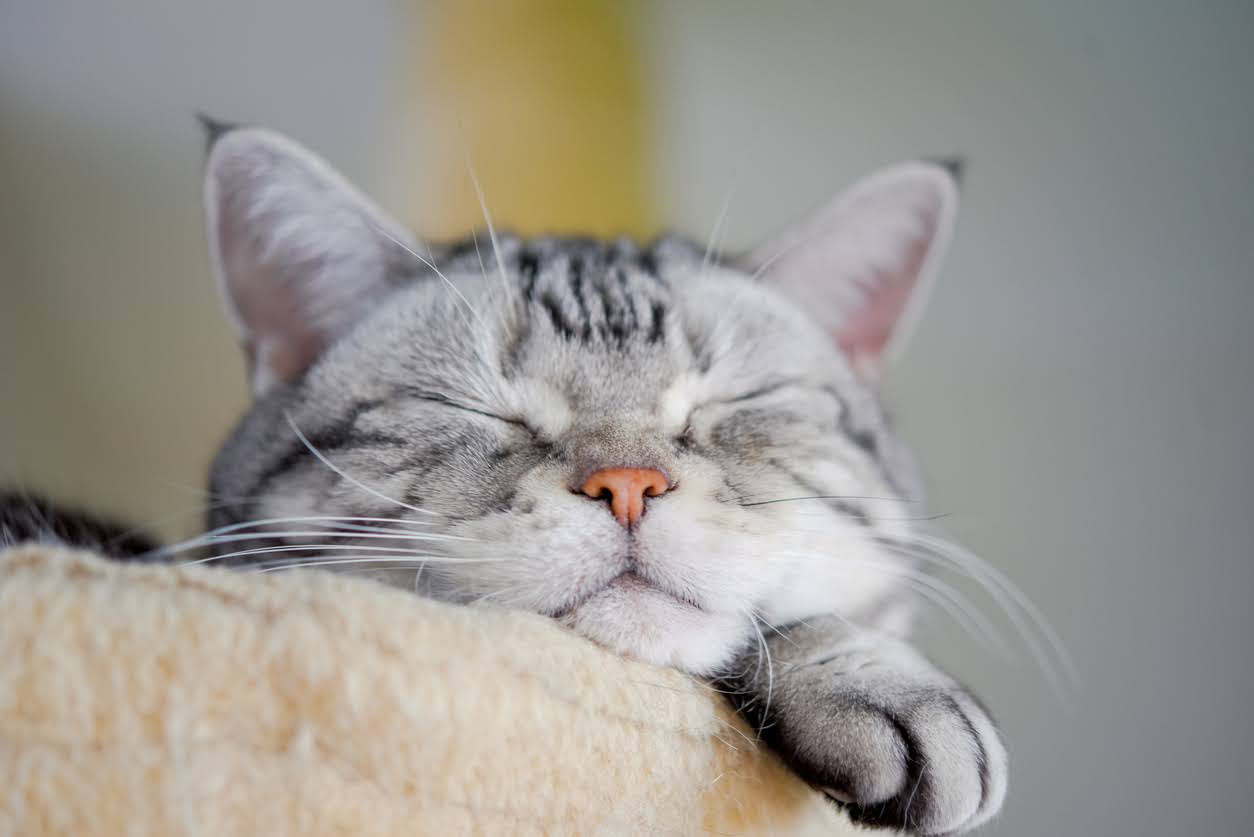 The 9 Most Common Signs of Diabetes in Cats