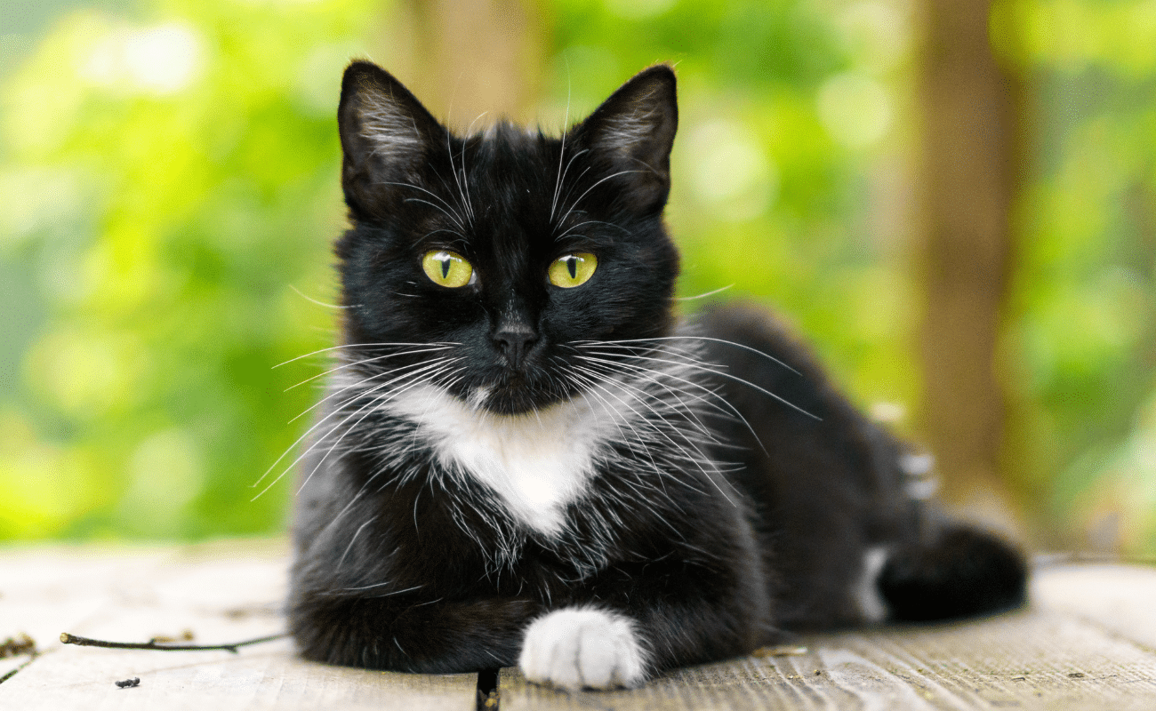 Cat Asthma Symptoms: Signs & When to Act | Expert Tips