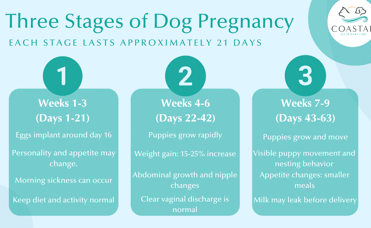 Stages of Dog Pregnancy: Complete Care Guide | Coastal Vet